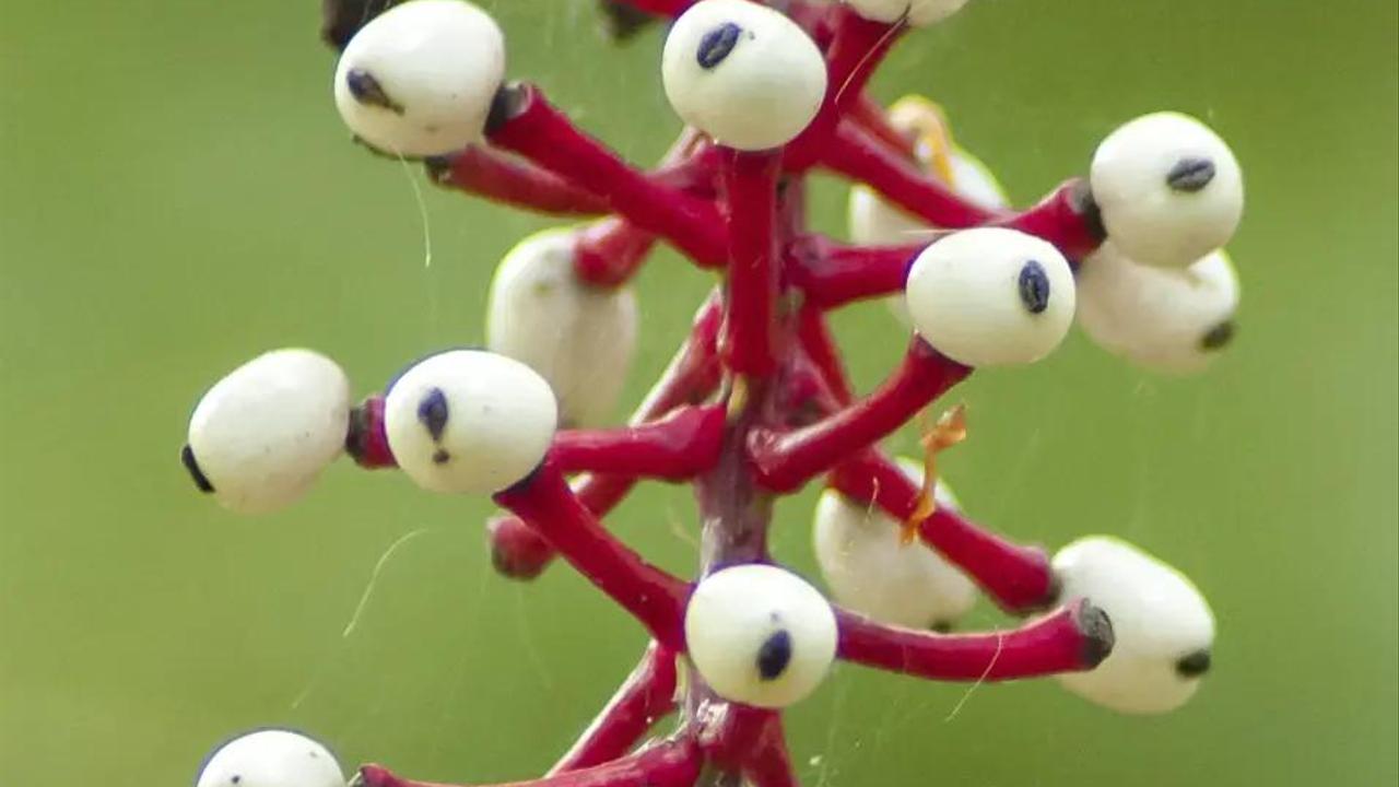 DOLL’S EYE PLANT (Actaea pachypoda) | Spooky plants for Goth gardens ...